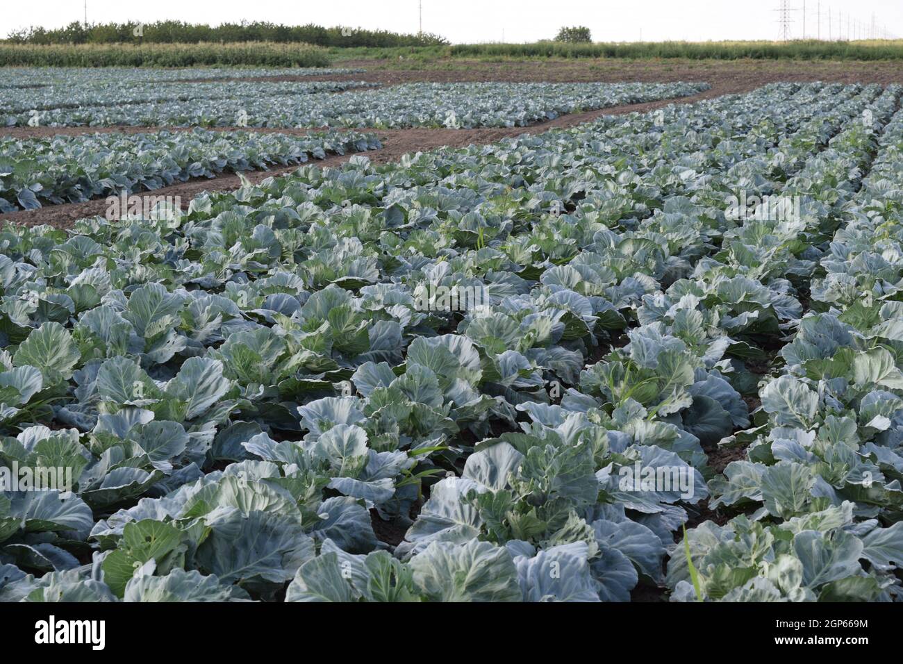 Cabbage field. Cultivation of cabbage in an open ground in the field ...