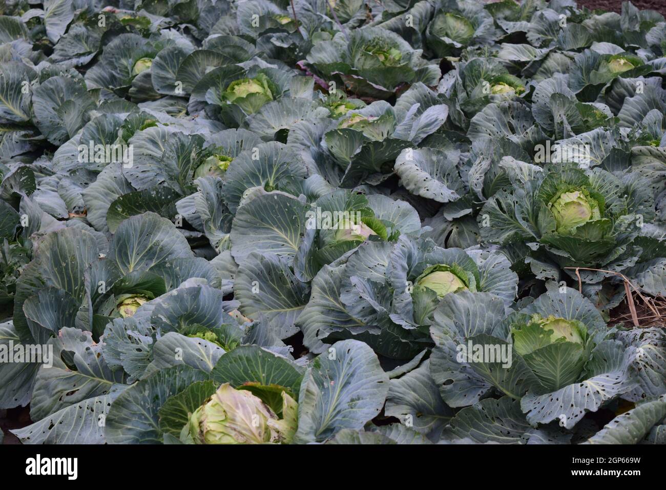 Cabbage field. Cultivation of cabbage in an open ground in the field ...