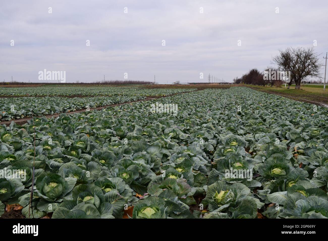 Cabbage field. Cultivation of cabbage in an open ground in the field ...