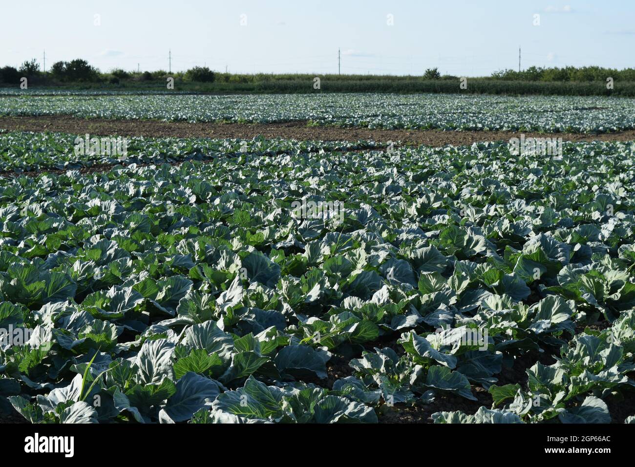 Cabbage field. Cultivation of cabbage in an open ground in the field. Month July, cabbage still ...
