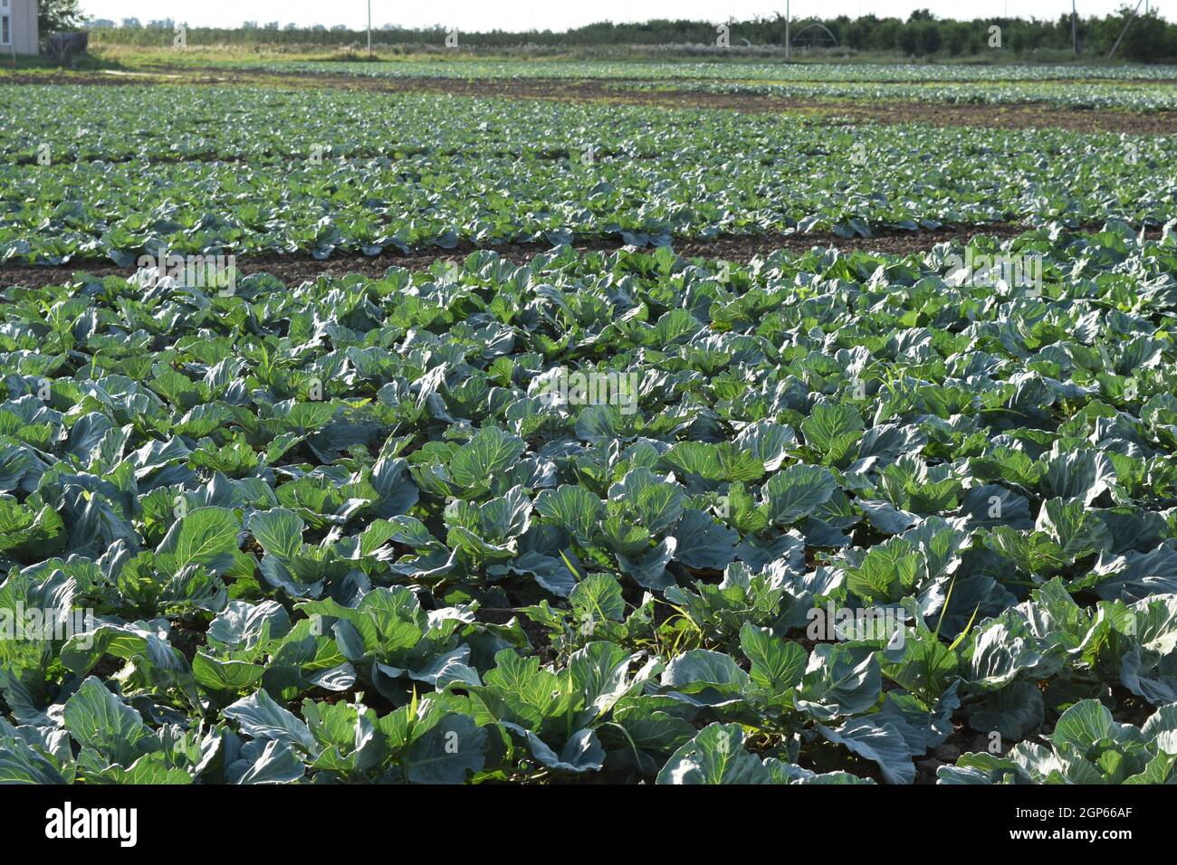 Cabbage field. Cultivation of cabbage in an open ground in the field ...