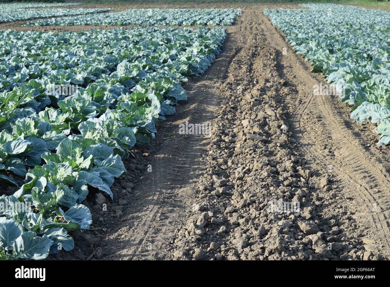 Cabbage field. Cultivation of cabbage in an open ground in the field ...