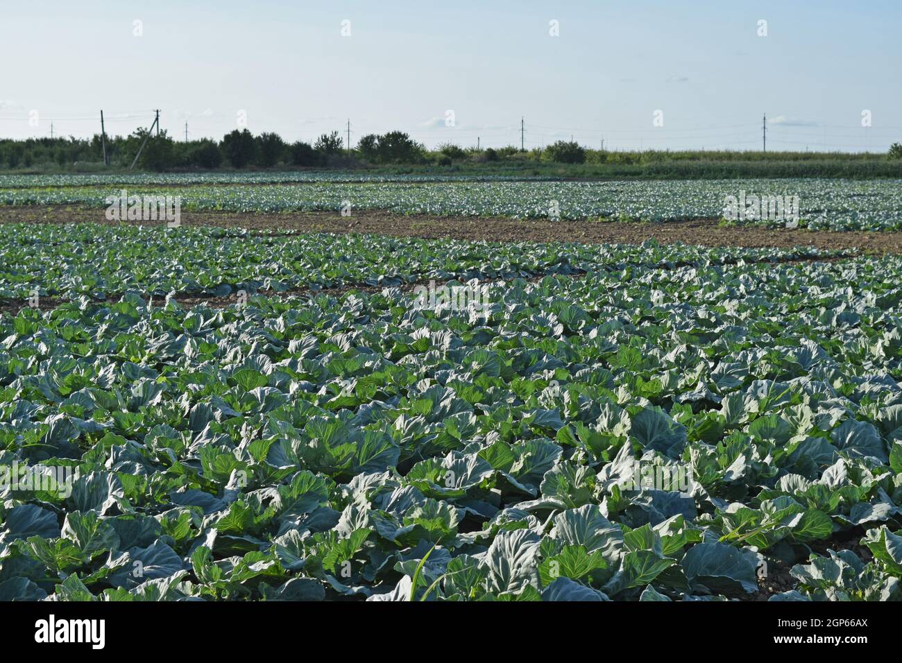 Cabbage field. Cultivation of cabbage in an open ground in the field ...