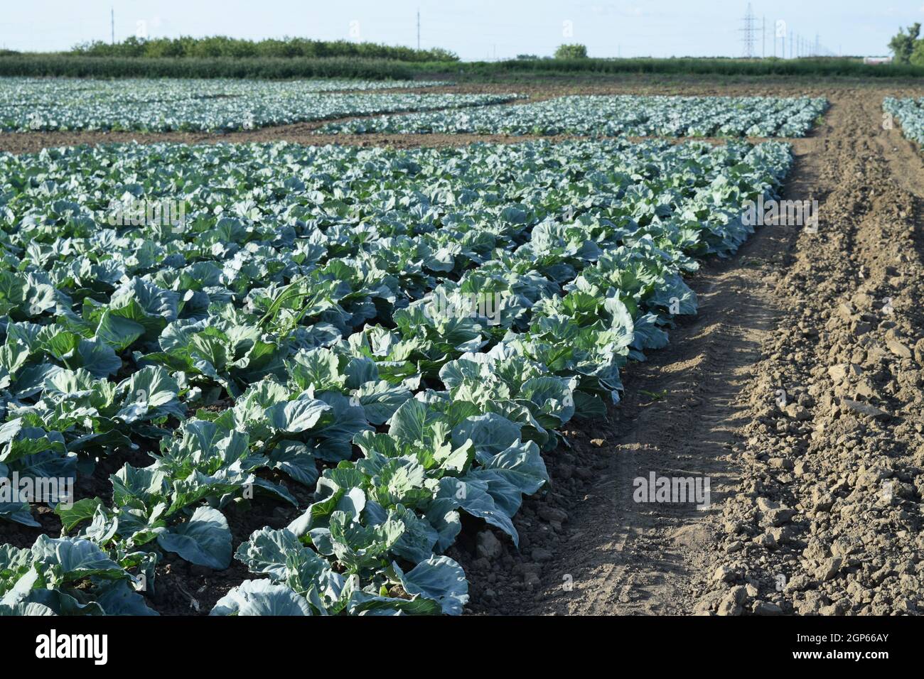 Cabbage field. Cultivation of cabbage in an open ground in the field ...