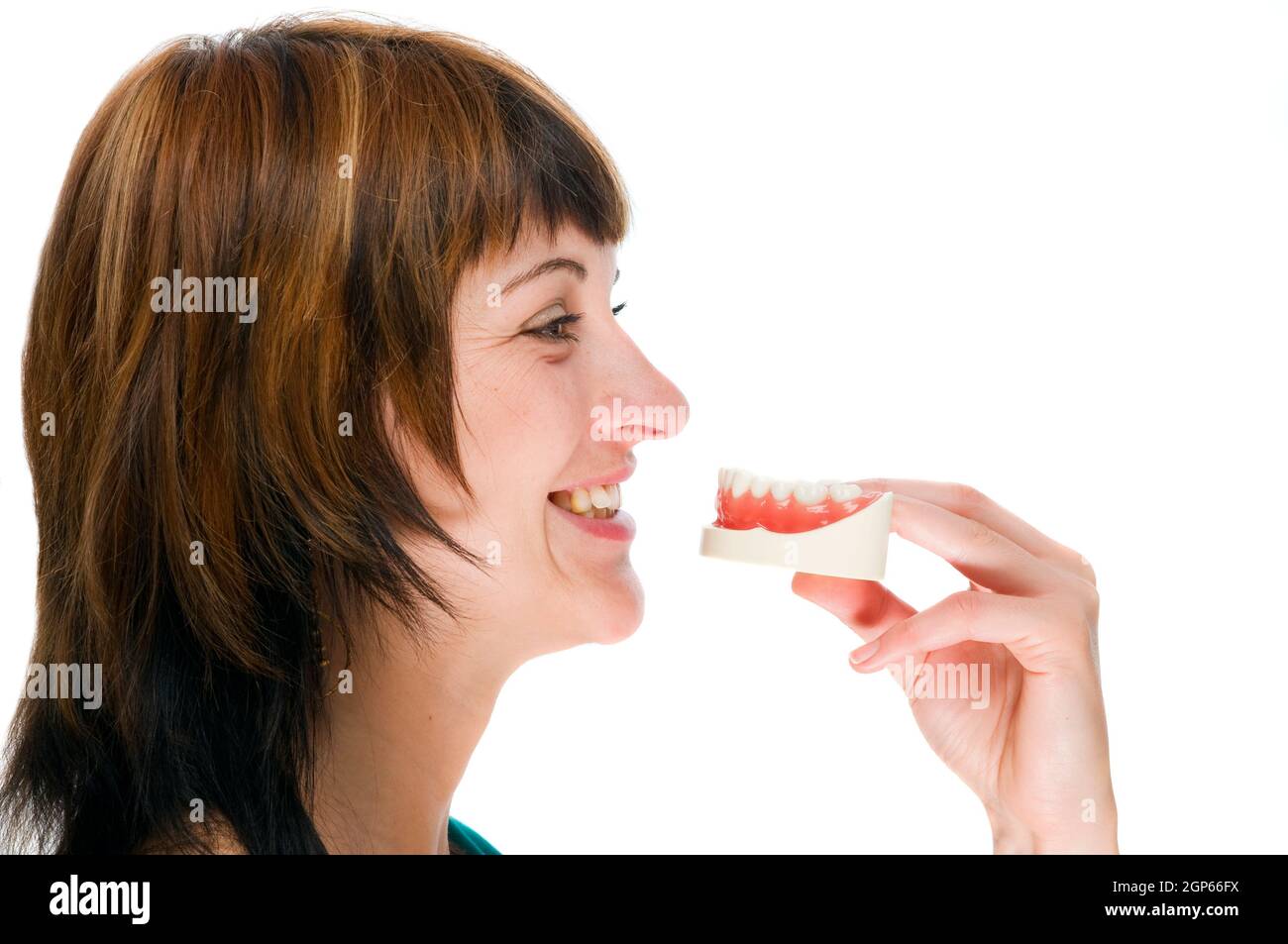 Dental model showing teeth dentures hi-res stock photography and images ...