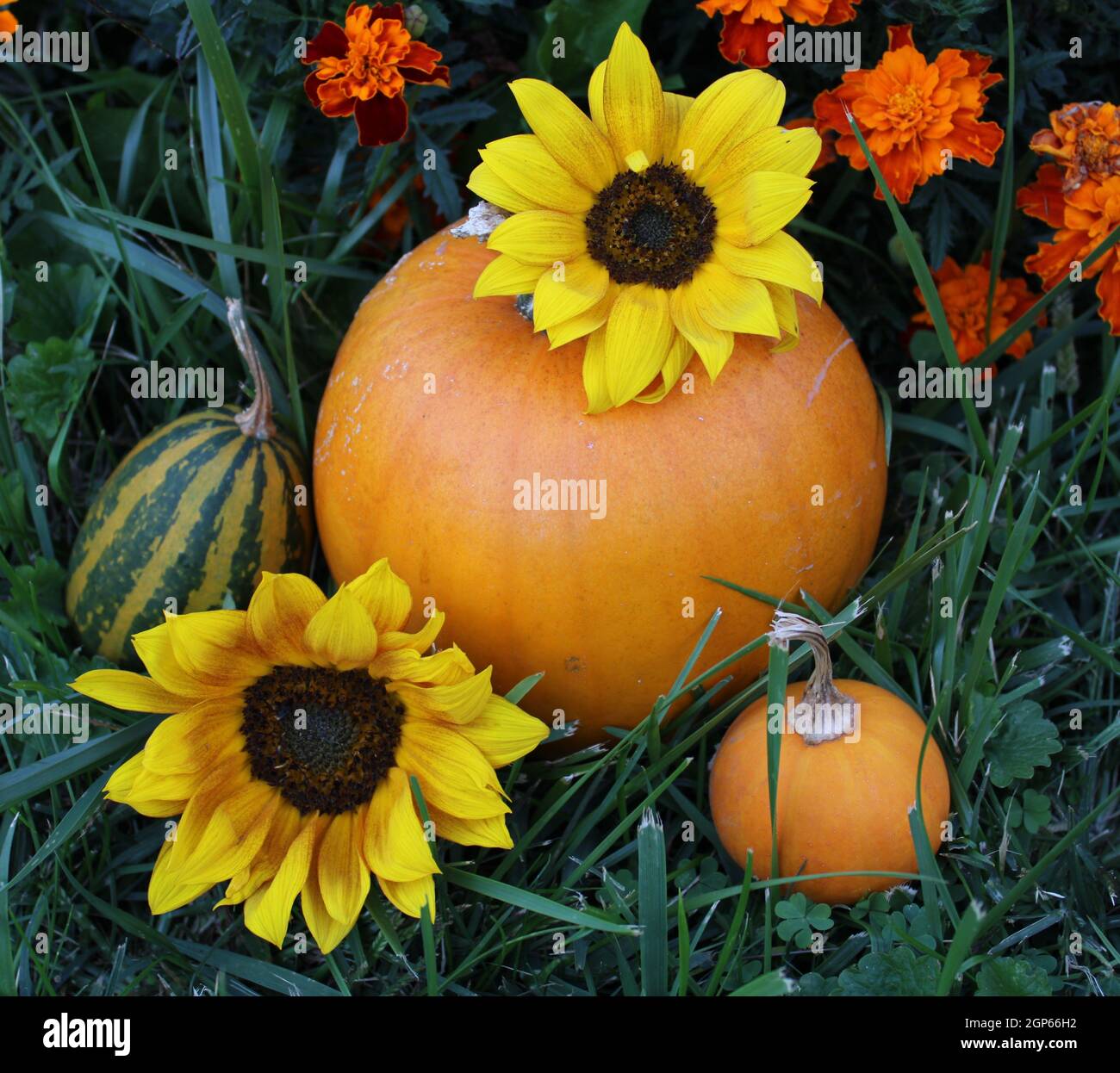 Fall festive pumpkins and gourds Stock Photo - Alamy