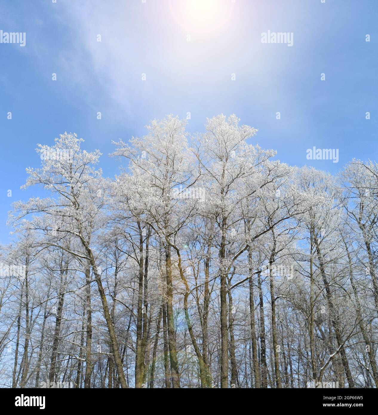 Trees covered with hoarfrost. Frosty weather. Frosty weather in January ...