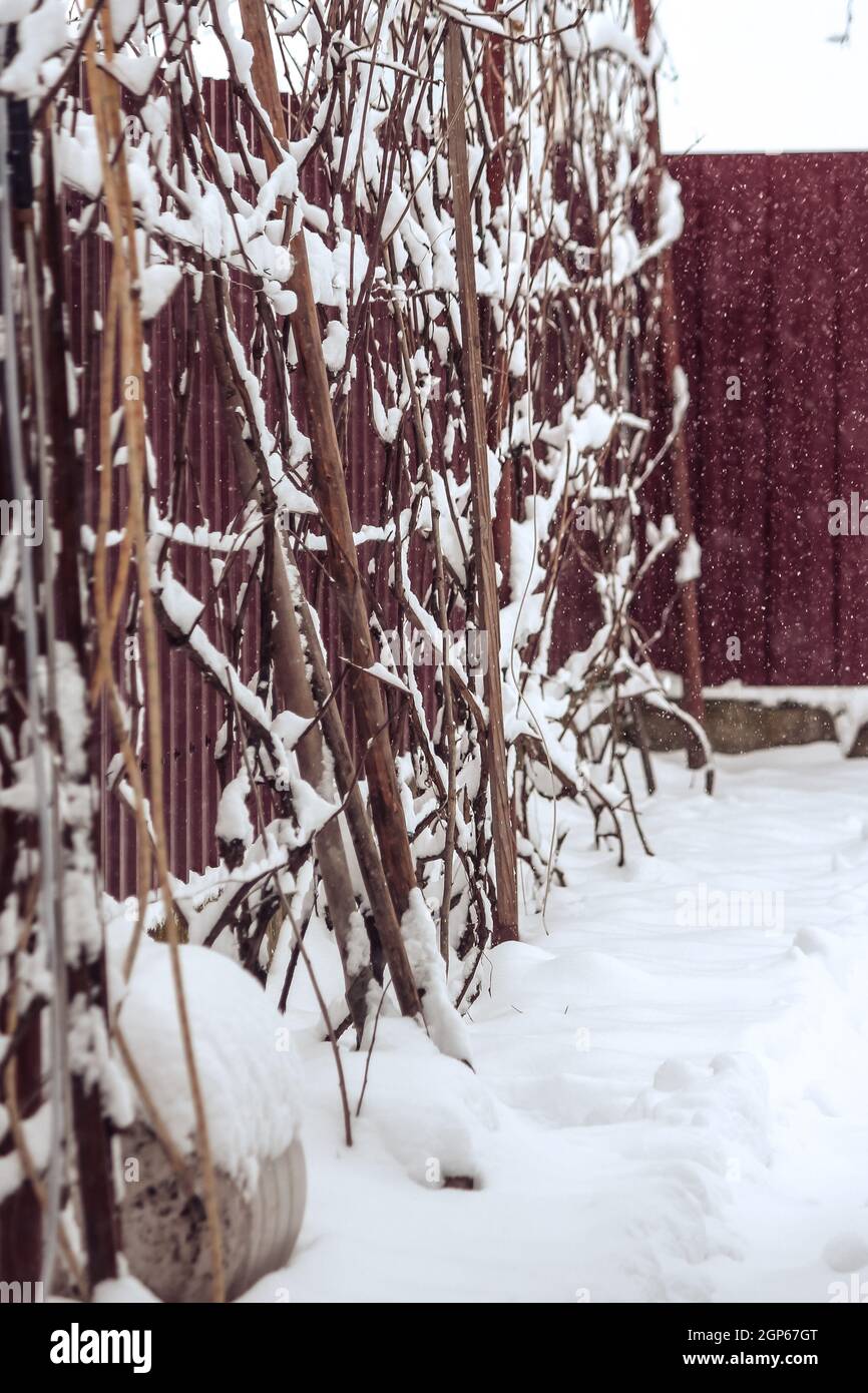 Grape plant during winter in the garden Stock Photo - Alamy
