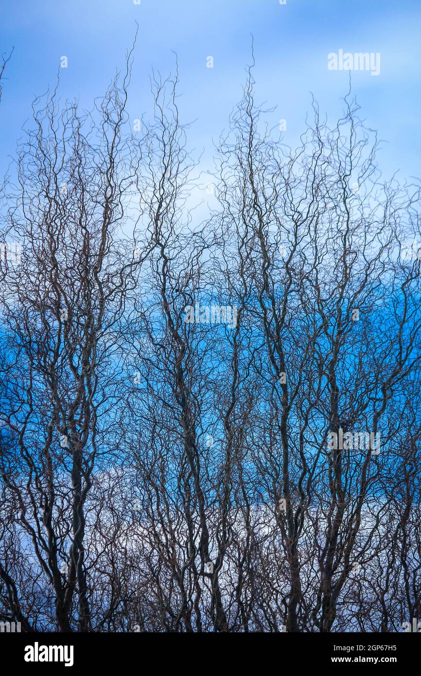 Curly thin branches of tree going up in the sky Stock Photo - Alamy