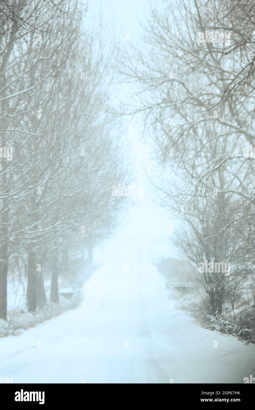 Hazy snowy road during winter with trees on both sides Stock Photo - Alamy