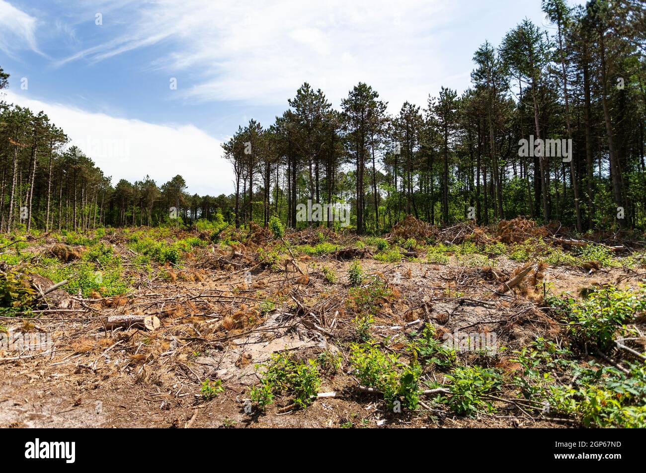 The photo shows a swath of a forest after a hurricane Stock Photo - Alamy