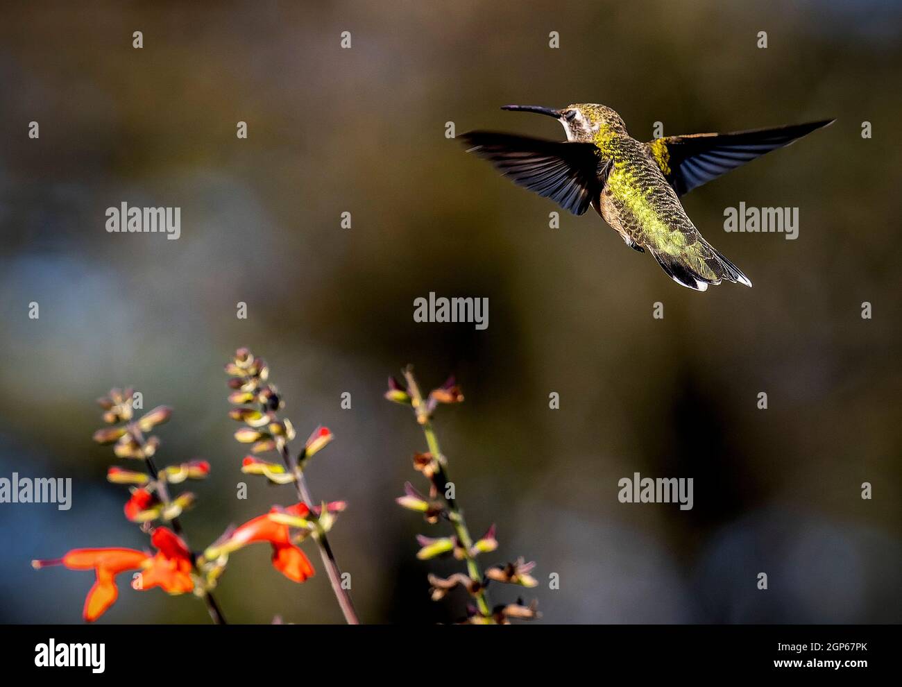 Hummingbird flying away hi-res stock photography and images - Alamy
