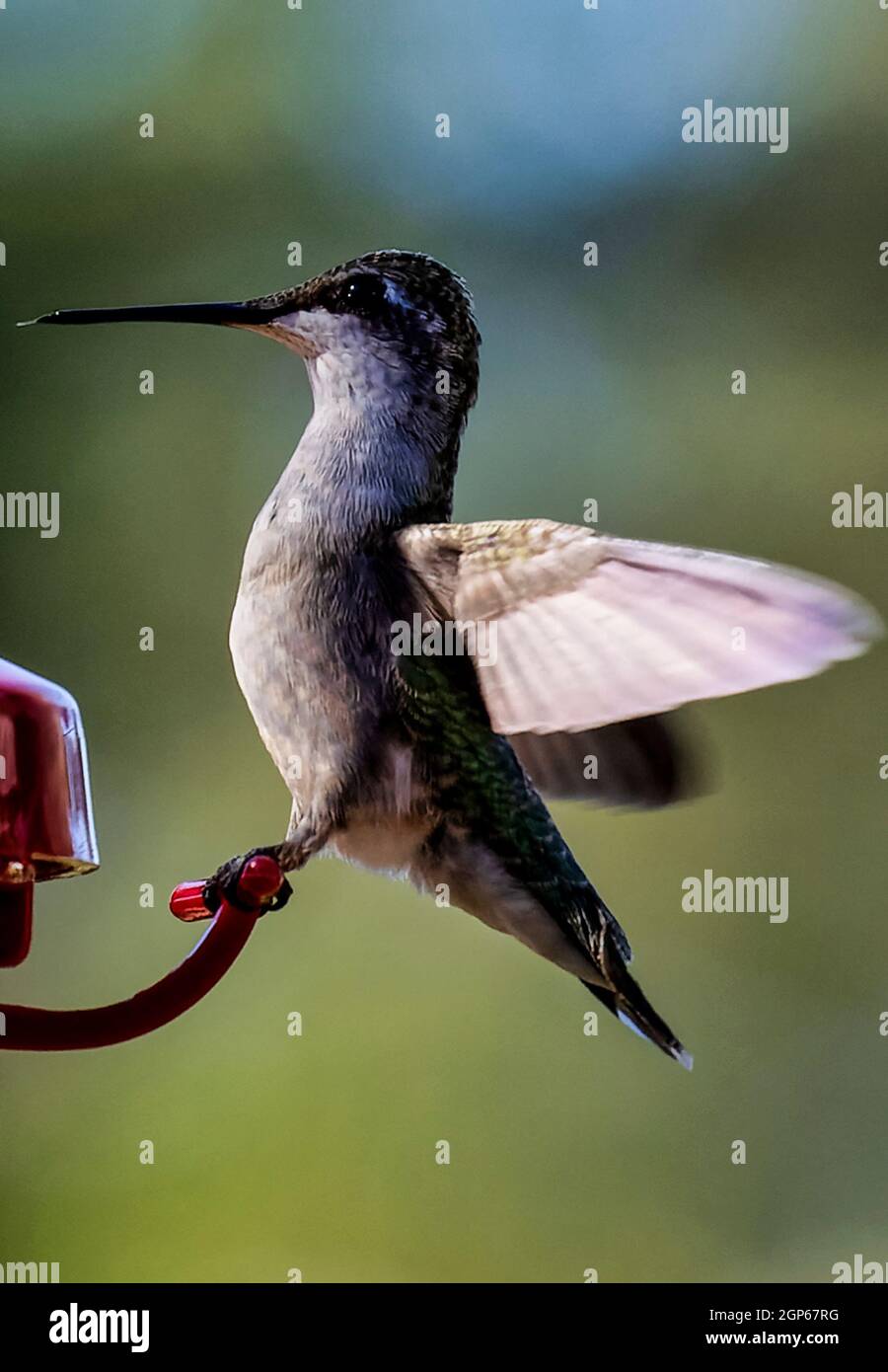 Hummingbird flying away hi-res stock photography and images - Alamy
