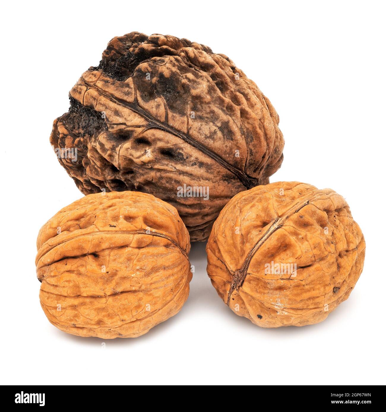 Walnut Close Up, studio shot of fruit on white background Stock Photo ...
