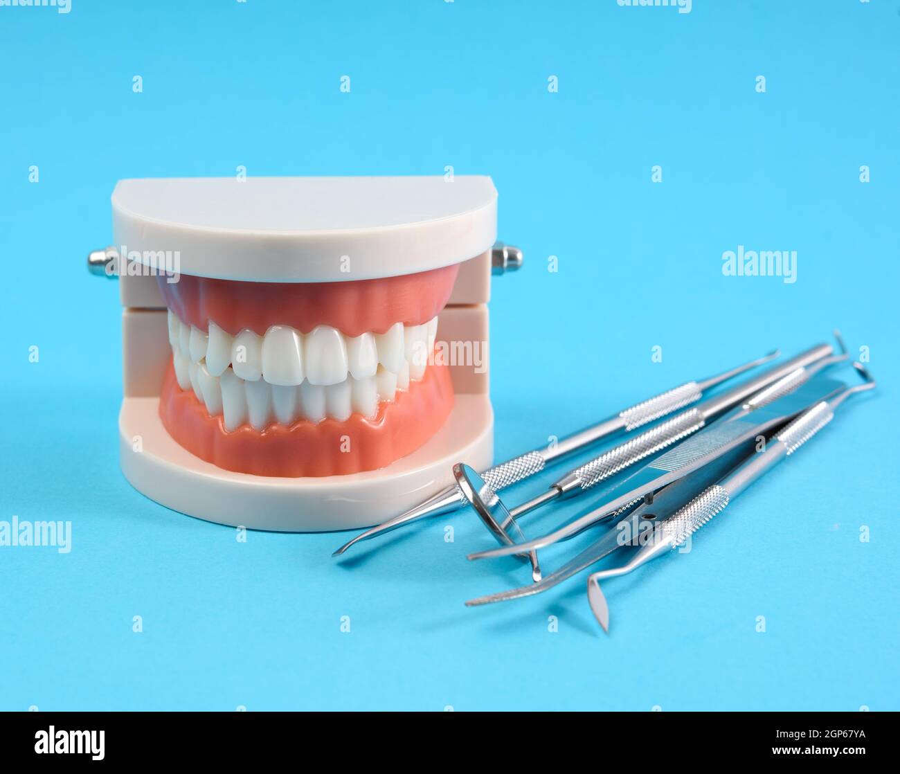 plastic model of a human jaw with white teeth and various dental ...