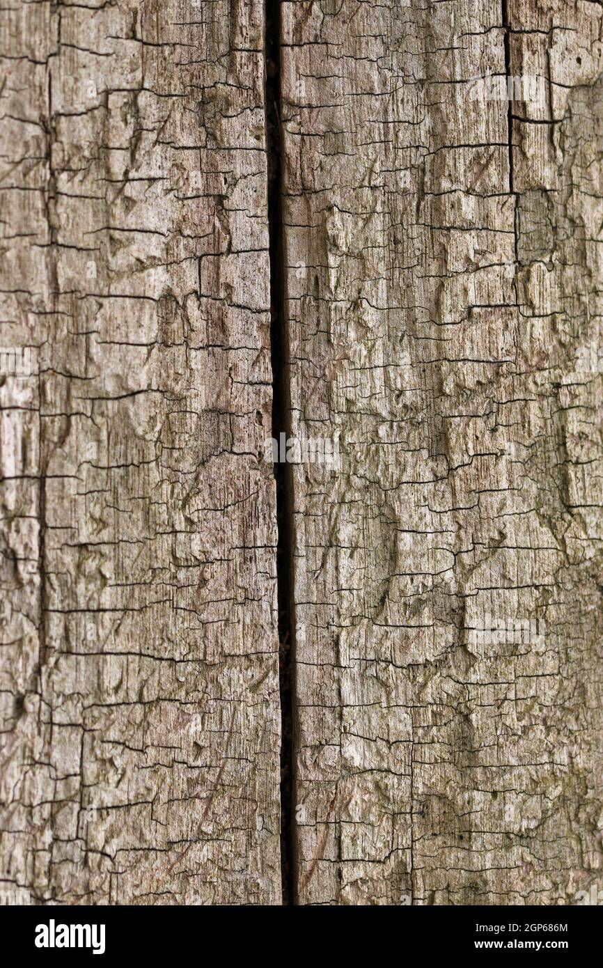 Dead light brown tree trunk without bark with a large vertical crack ...