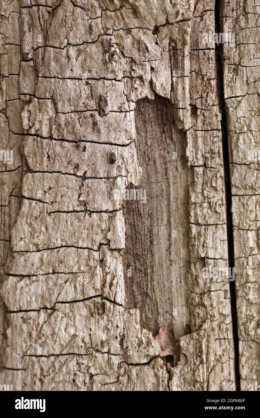 Dead light brown tree trunk without bark, a hole, large vertical crack ...