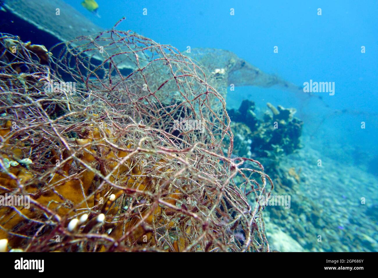 abgerissenes Fischernetz hängt im Korallenriff fest und kann damit zur ...
