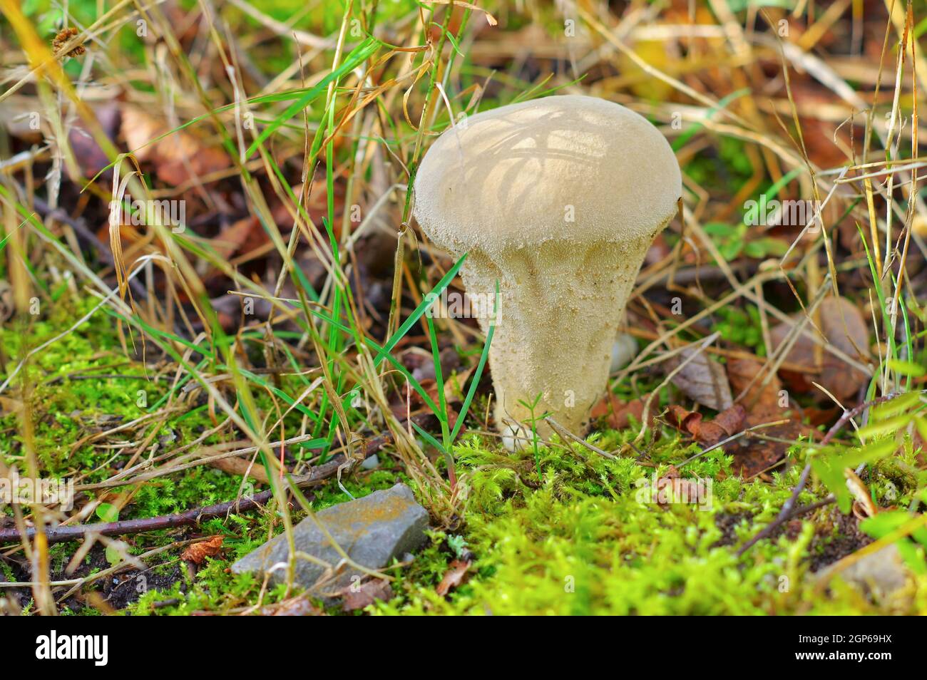 single common puffball in autumn forest Stock Photo - Alamy