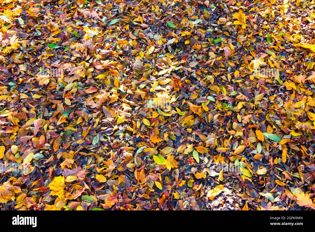 Colorful leaves on the floor, park flair, background Stock Photo - Alamy
