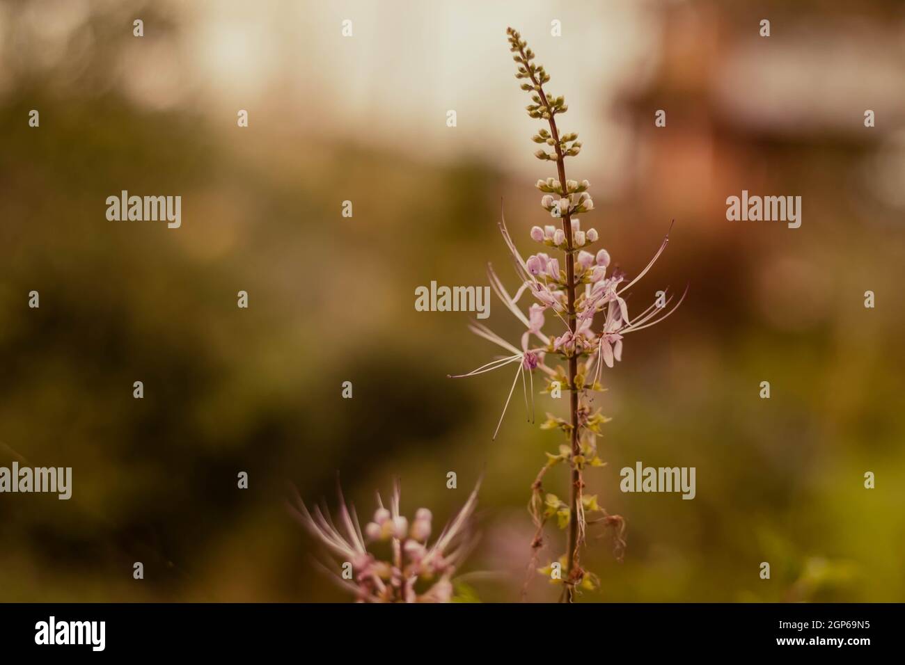 soft focus wild grass wild flower at sunset with warm light bokeh on background Stock Photo - Alamy