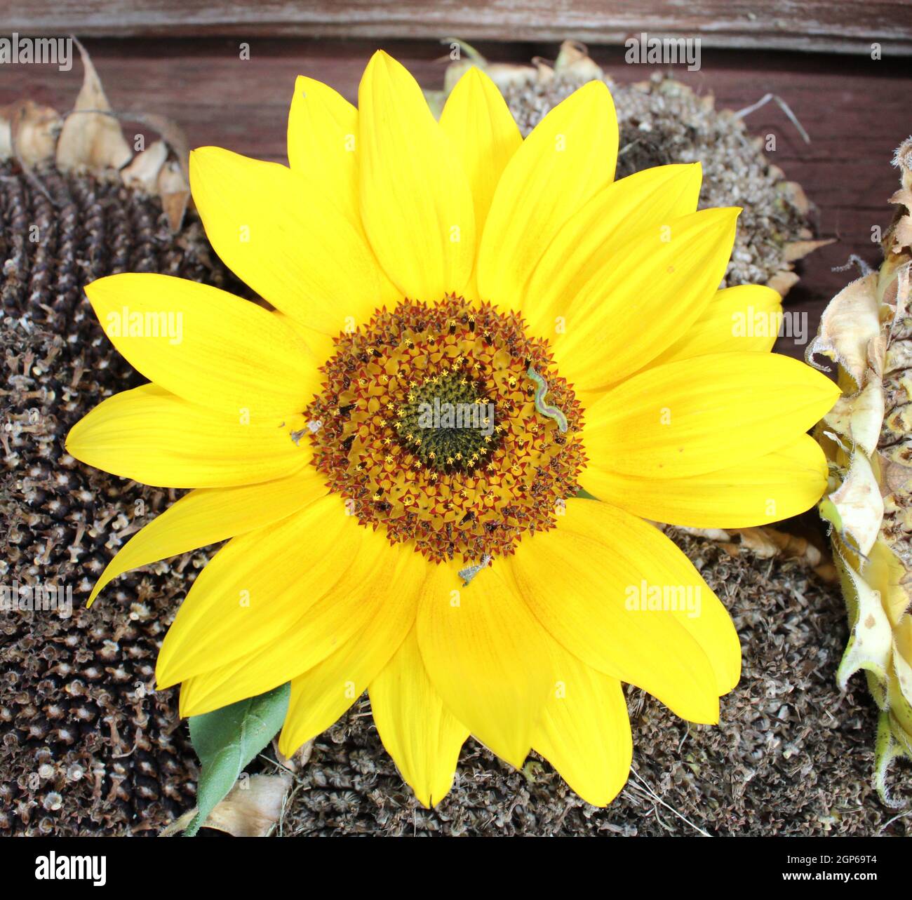 Single sunflower along side harvested sunflower heads Stock Photo - Alamy
