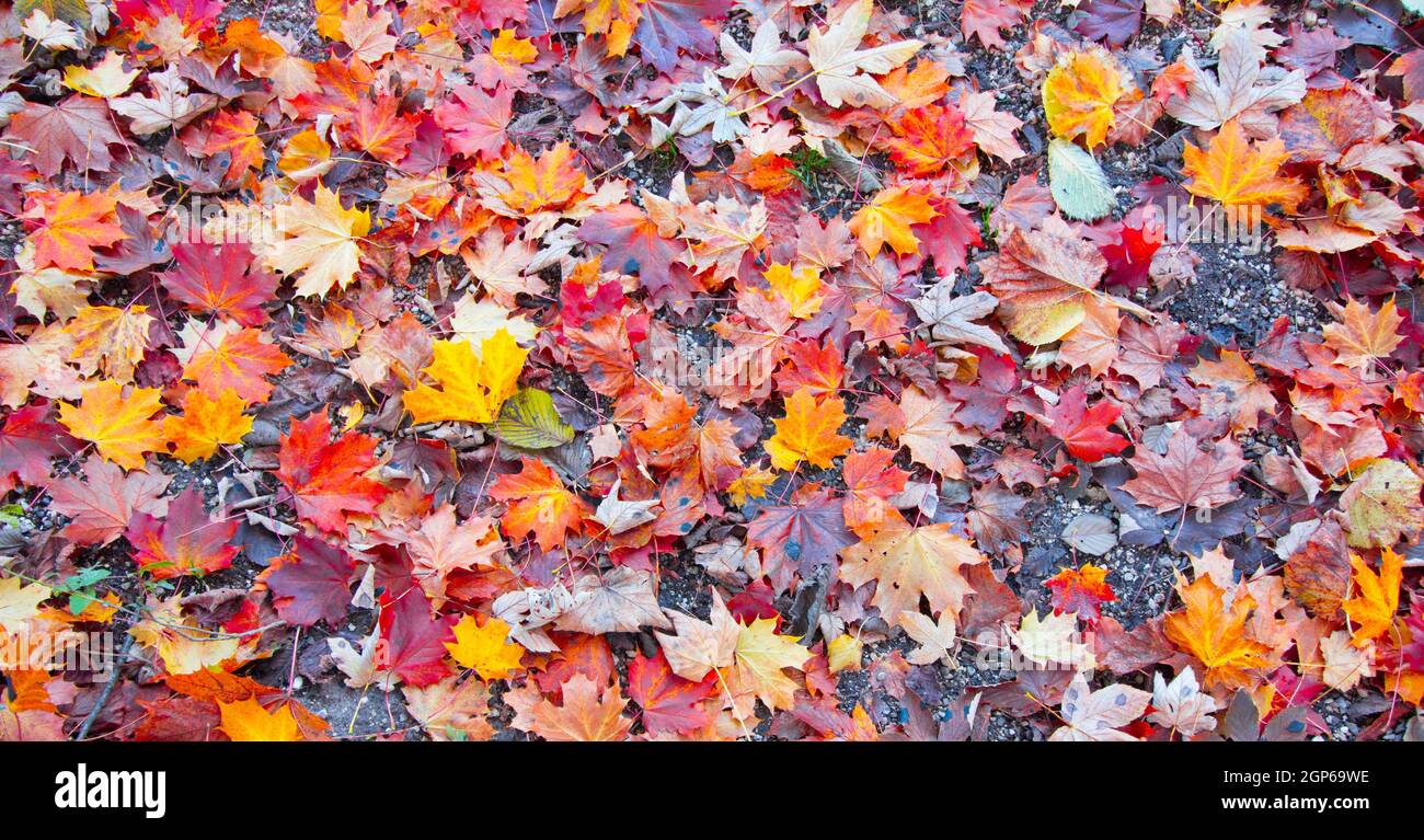 Colorful leaves on the floor, park flair, background Stock Photo - Alamy