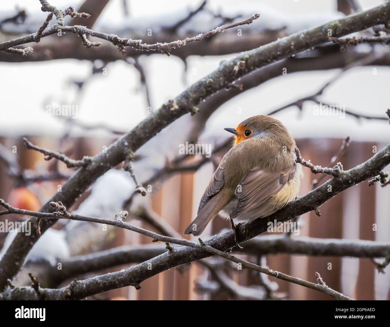 Apple snow robin hi-res stock photography and images - Alamy