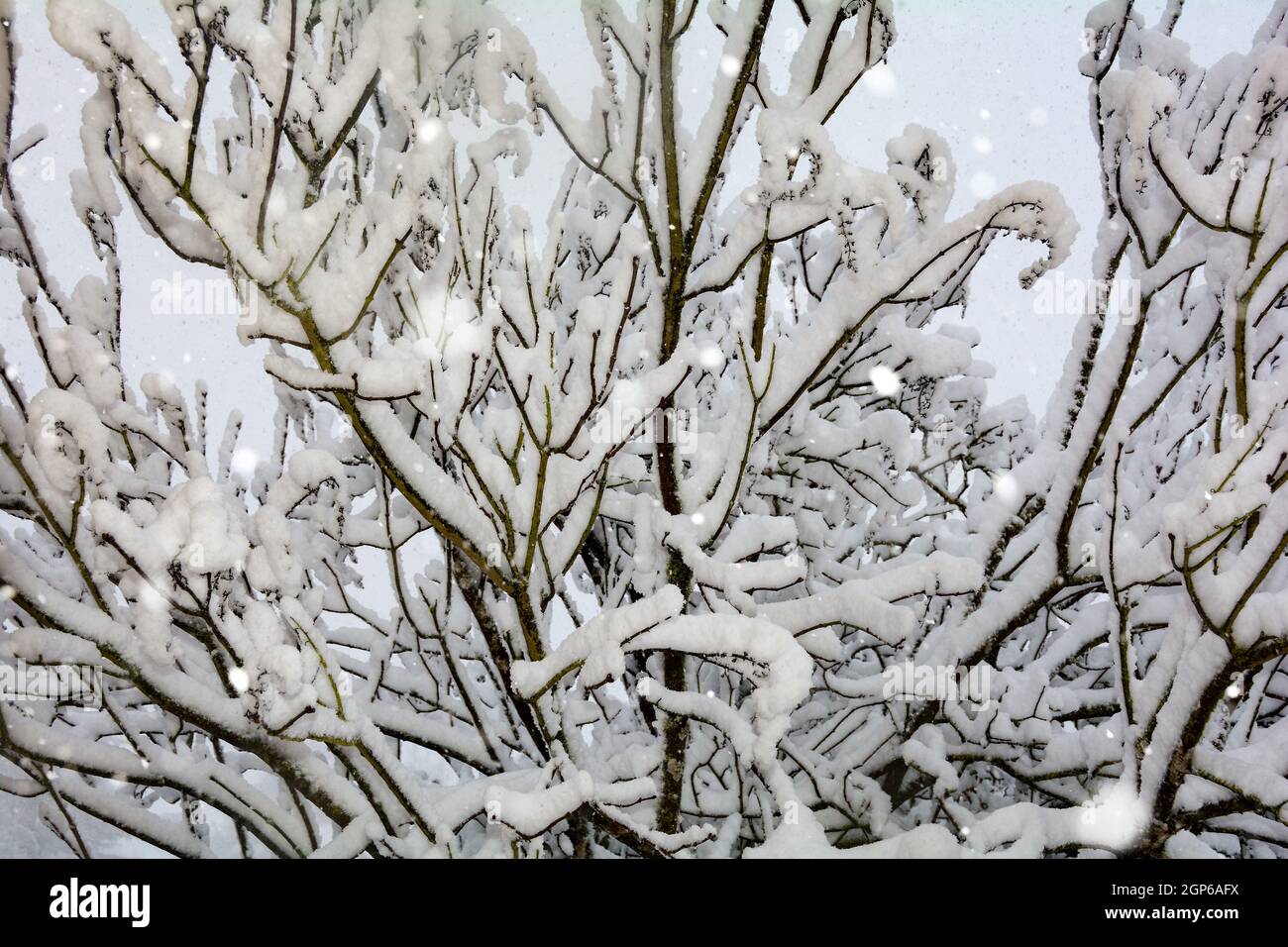 Branches of a tree full of snow during snowfall Stock Photo - Alamy