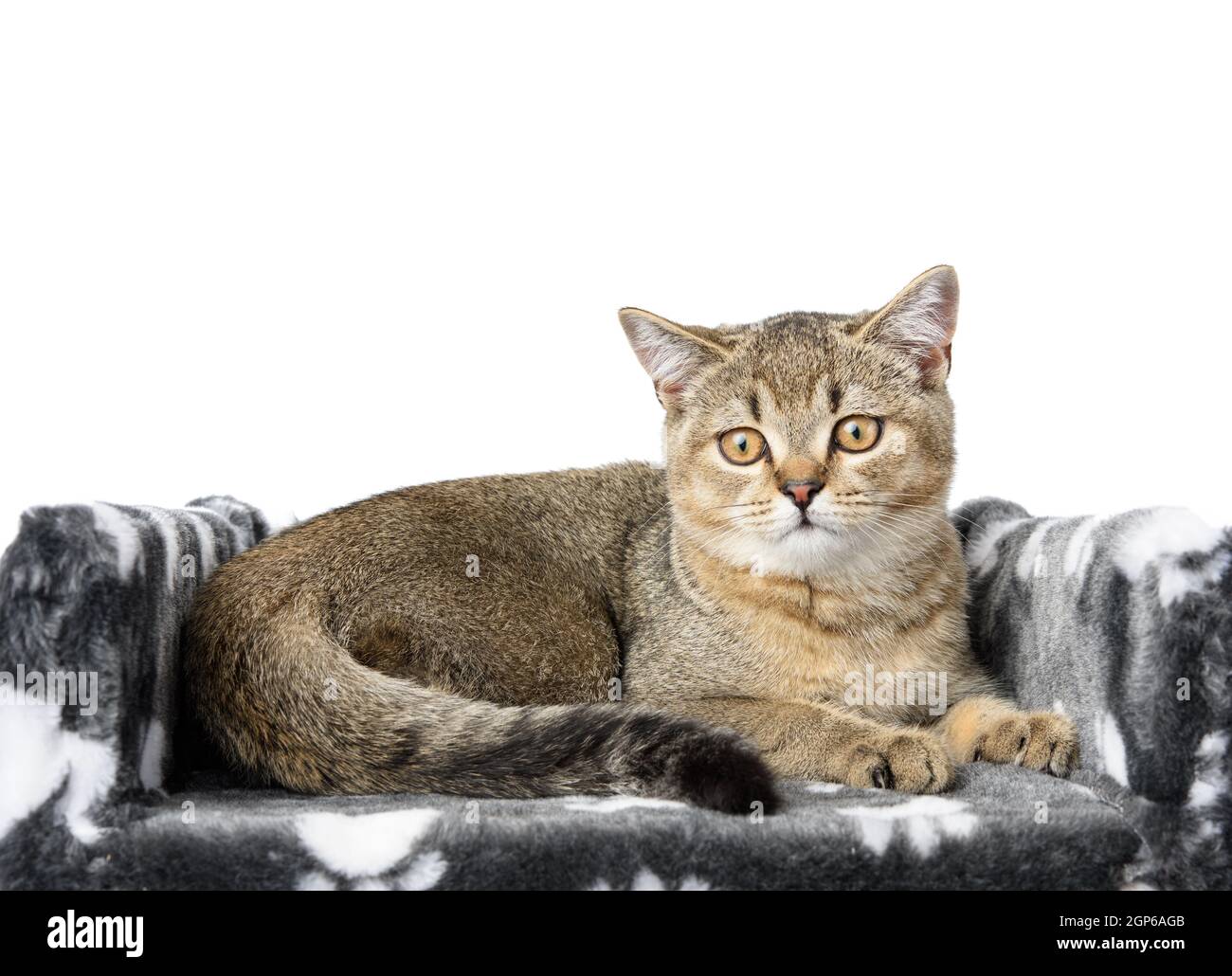 gray purebred kitten Scottish straight chinchilla lies on a white ...