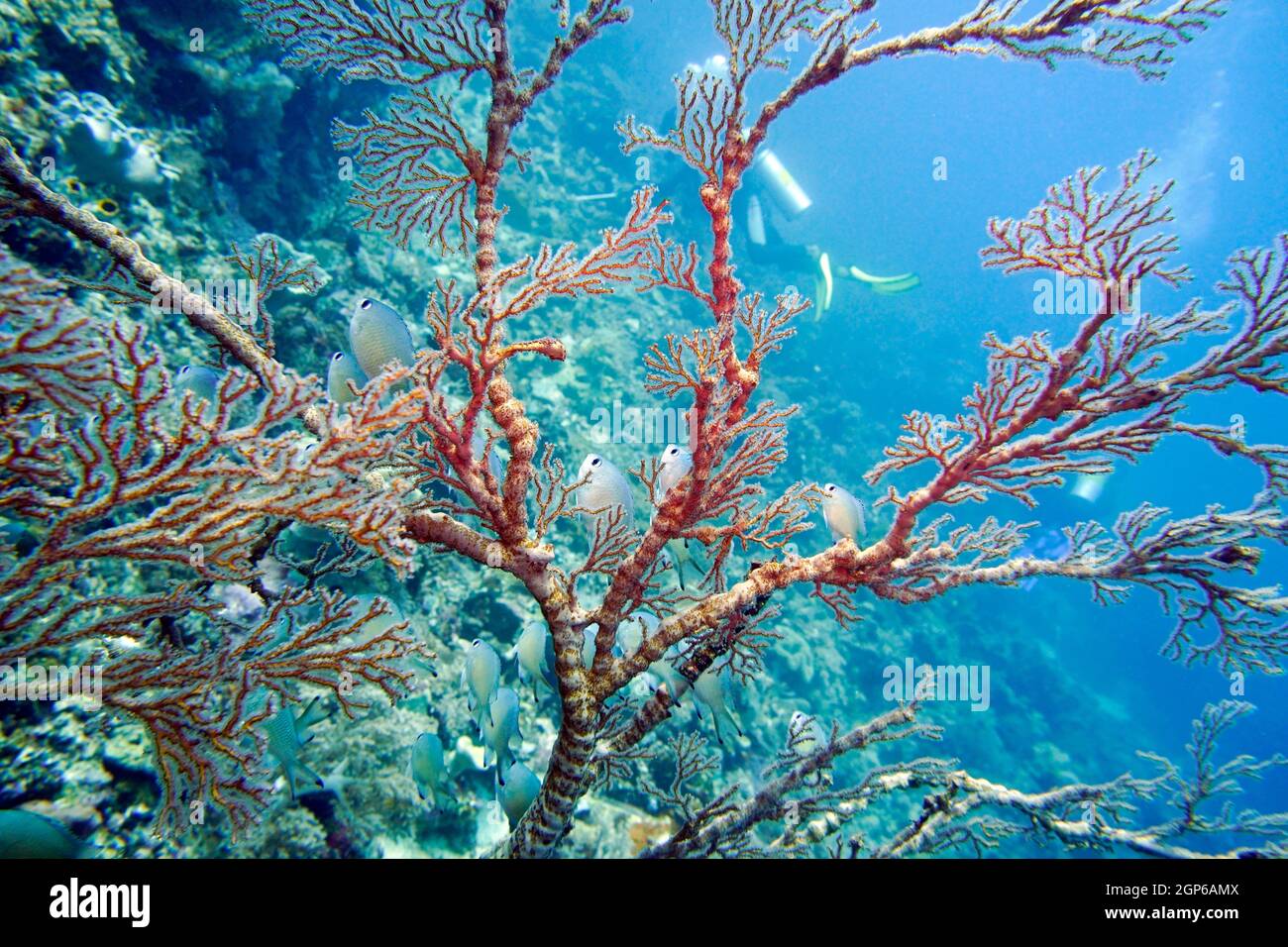 Knotenfächer - Melithaea ochracea, Nord-Molukken, Halmahera, Indonesien ...