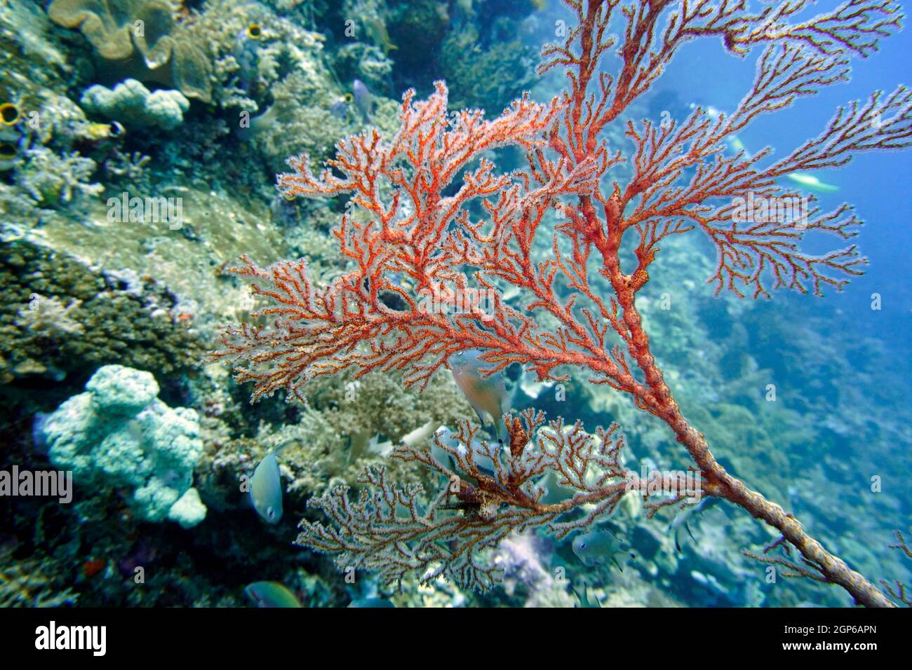 Knotenfächer - Melithaea ochracea, Nord-Molukken, Halmahera, Indonesien ...