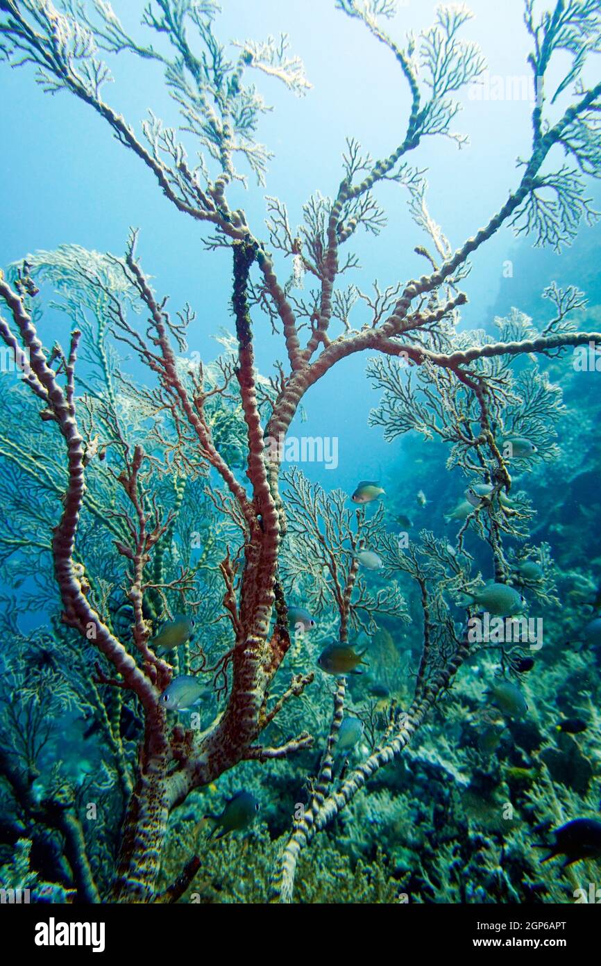 Knotenfächer - Melithaea ochracea, Nord-Molukken, Halmahera, Indonesien ...