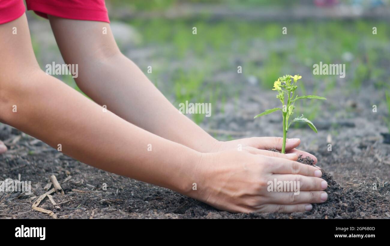 Woman hand hold planting growing a tree in soil on the garden. Female ...