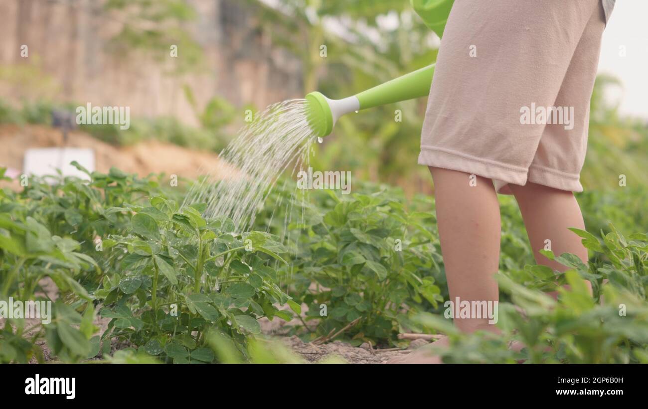 Asian little child boy preschool growing to learn watering the plant ...