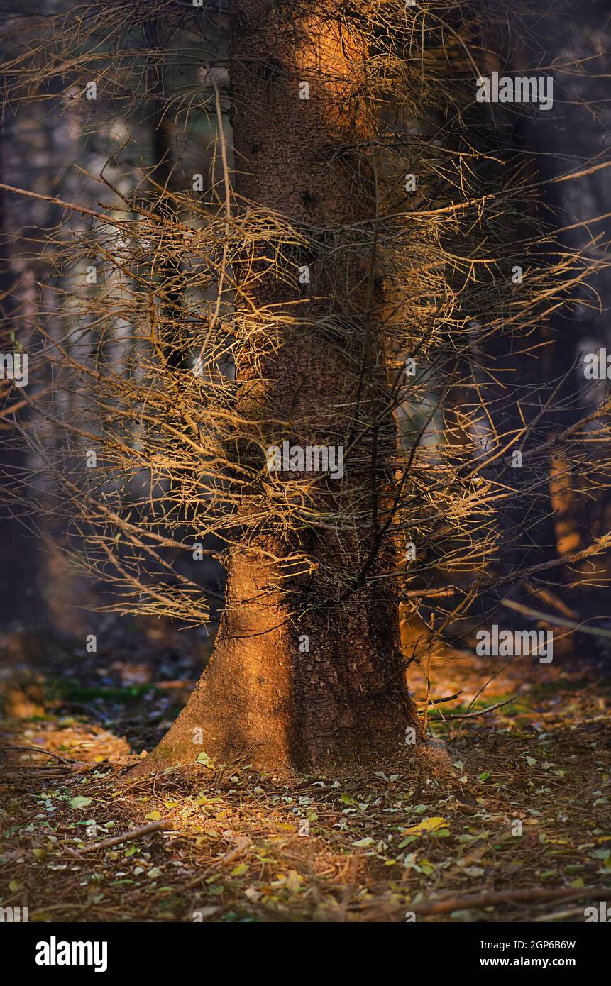 Divine dense dark fall forest. Majestic dark dense autumn forest ...