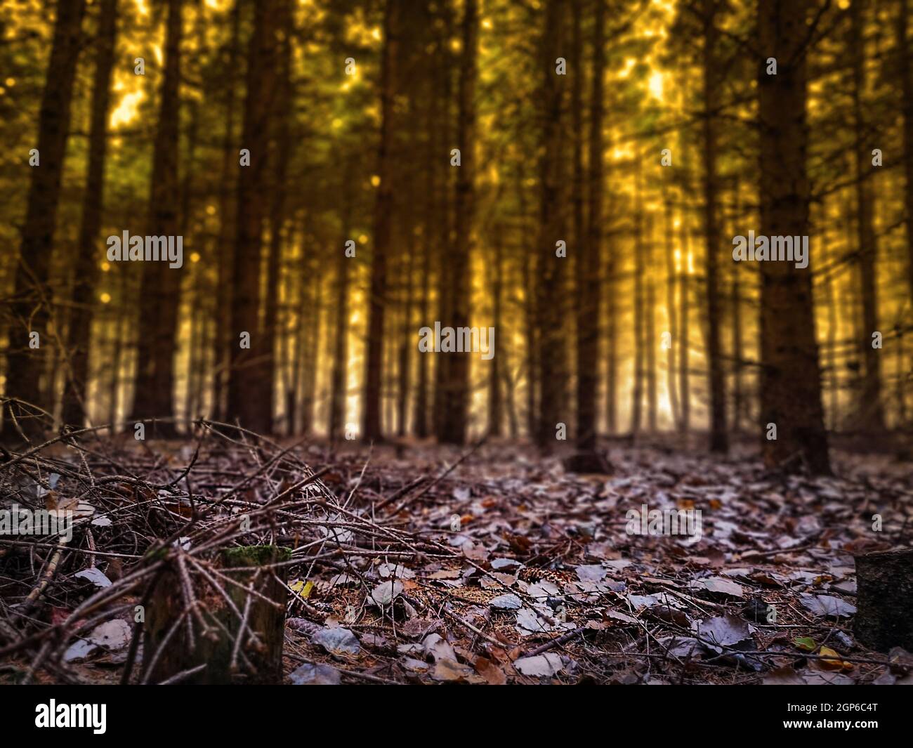Divine dense dark fall forest. Majestic dark dense autumn forest ...
