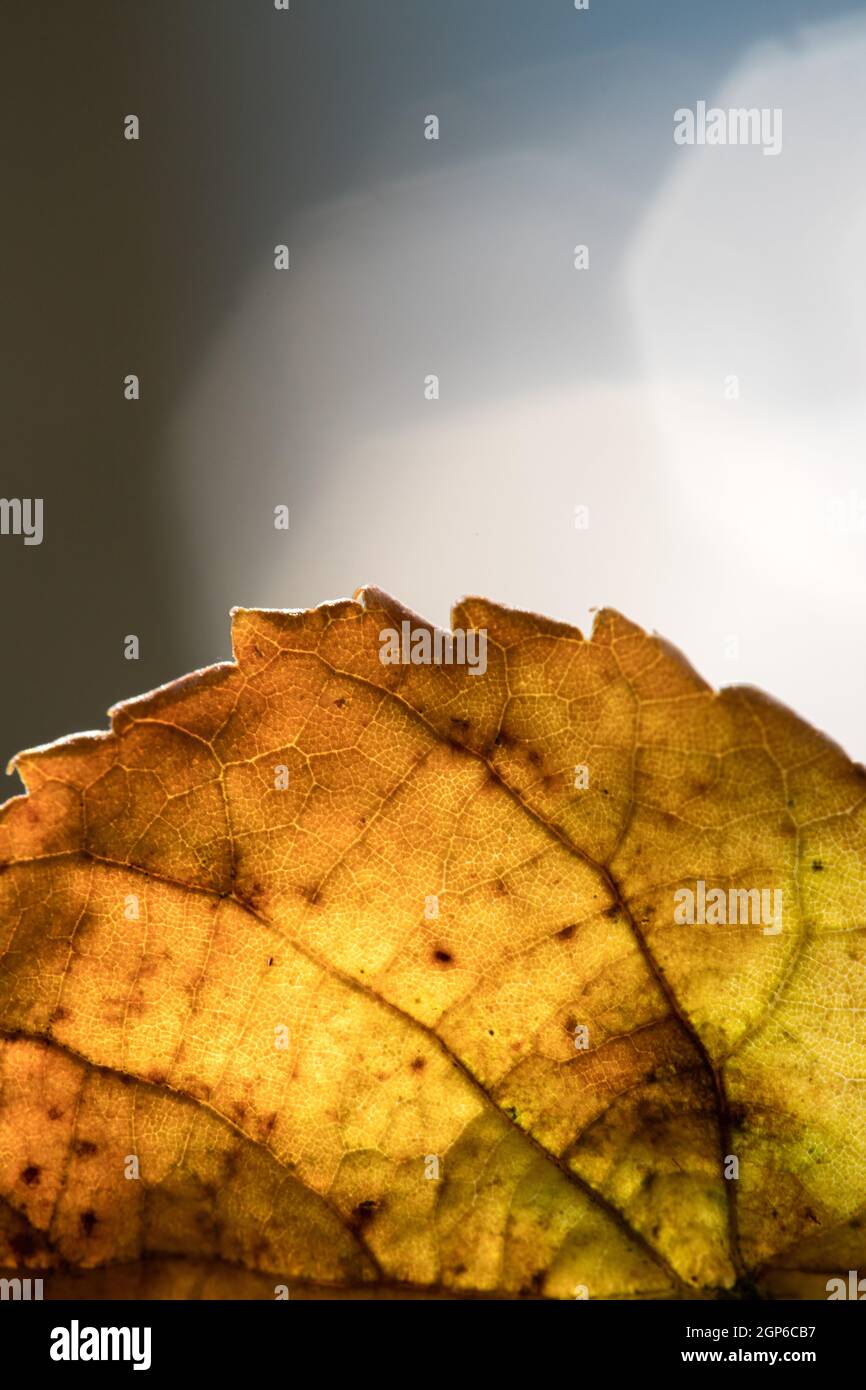 Close up of colorful leaf lying on the floor. Autumn time Stock Photo ...