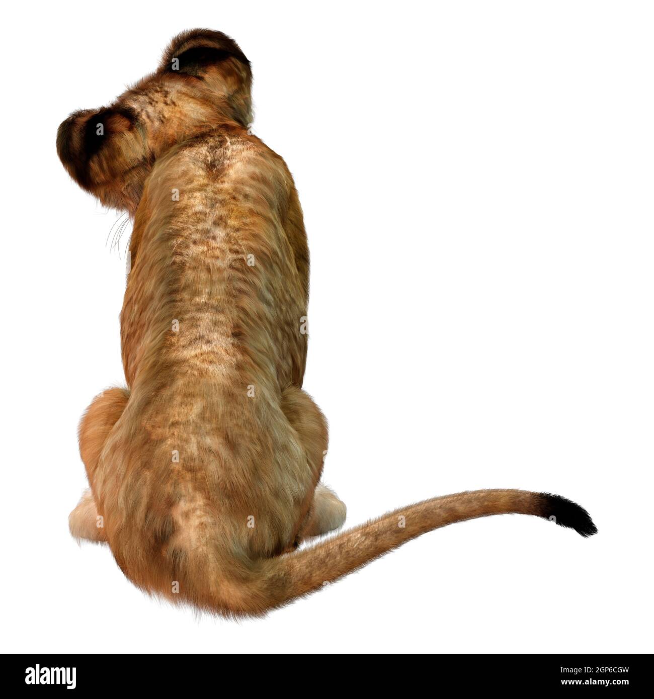 Lion Sitting Back