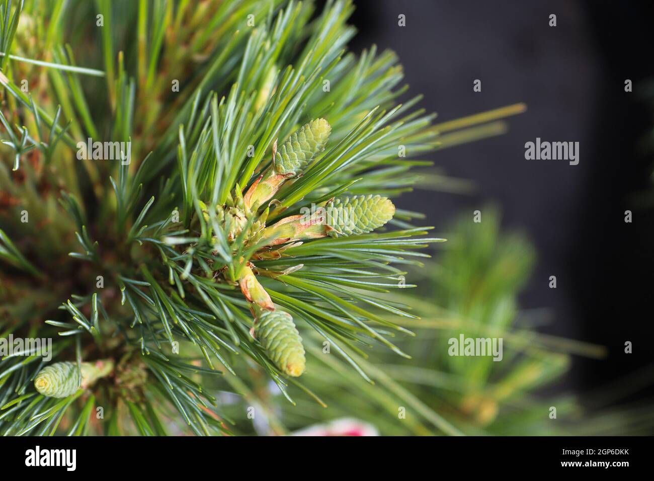 A cluster of cones forming on a Algonquin Pillar pine tree Stock Photo ...