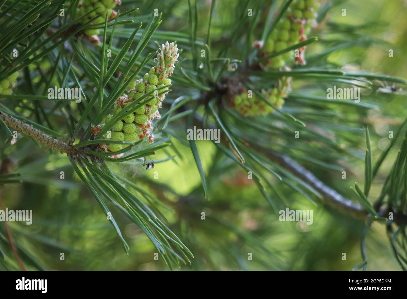 Macro of male pine cones about to burst with pollen Stock Photo - Alamy
