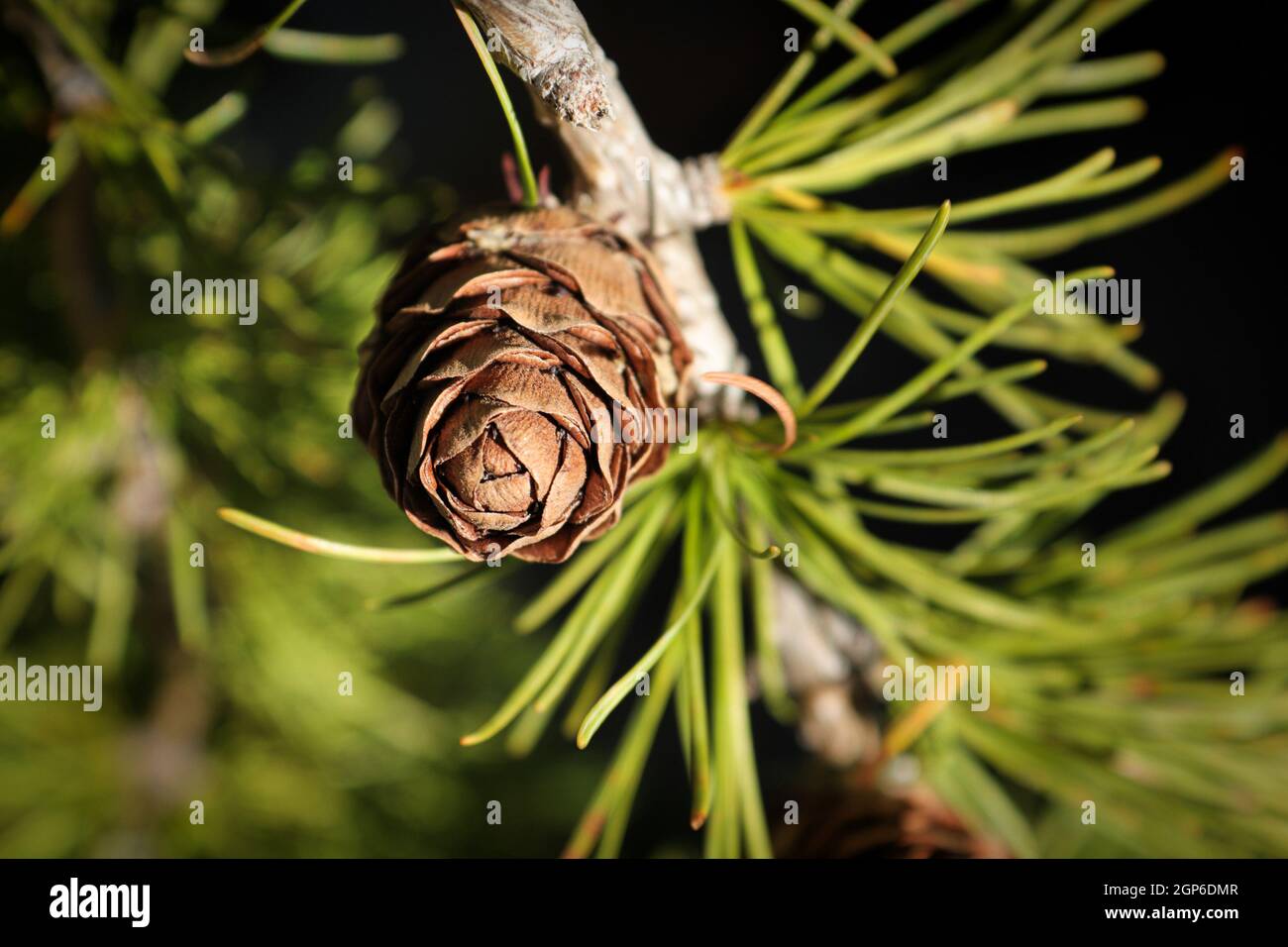 Top view of a cone on a larch tree Stock Photo - Alamy