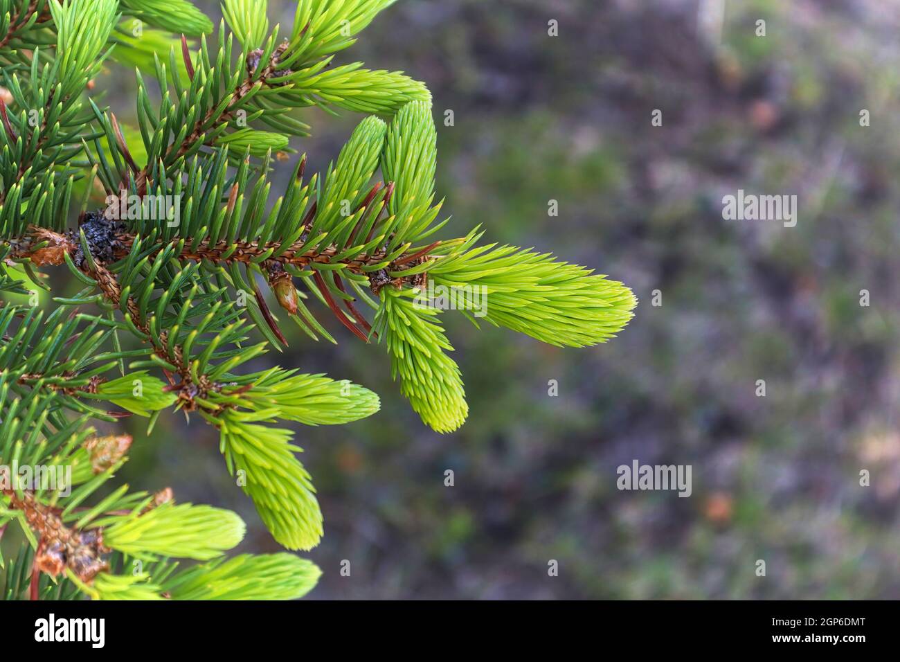 Macro of the bright green spruce tree tips with new growth Stock Photo ...