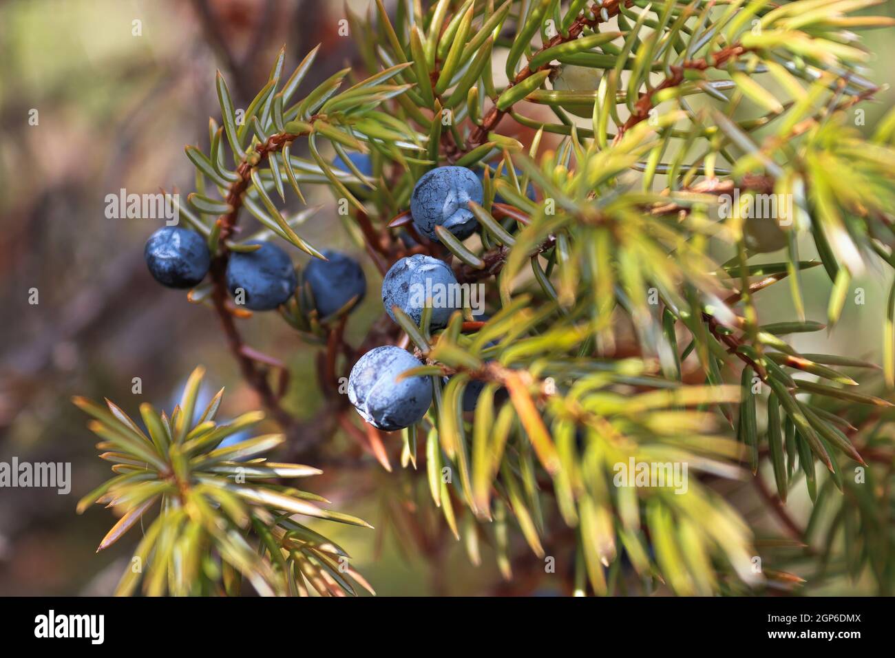 Junpier hi-res stock photography and images - Alamy