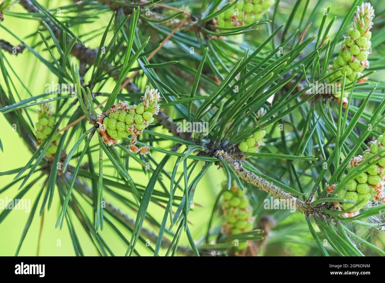 Closeup of male pine cones about to burst with pollen Stock Photo - Alamy