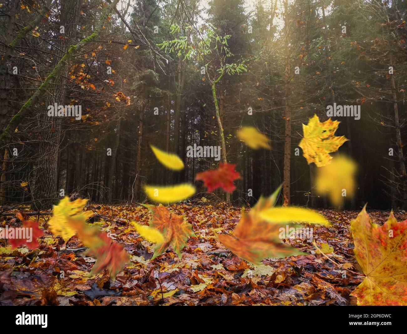 Yellow, red and orange autumn leaves falling in dark strange forest ...