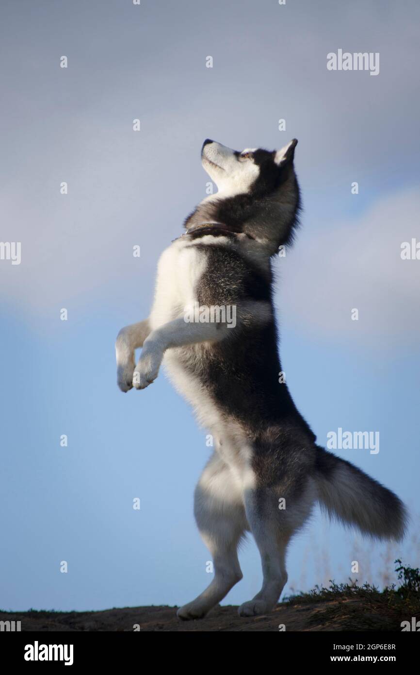 Are Siberian Huskies Jumpers