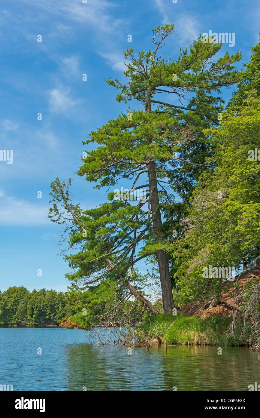 Eastern white pine michigan hi-res stock photography and images - Alamy