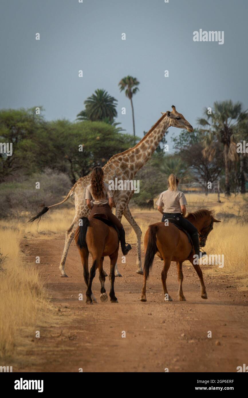 Horse riding safari giraffe hi-res stock photography and images - Alamy