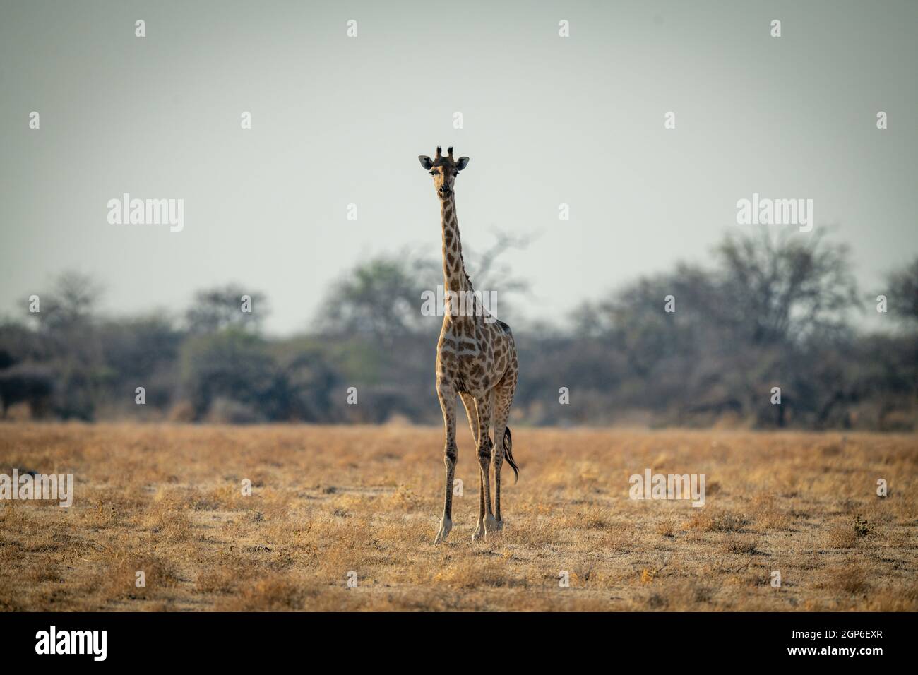 Southern giraffe stands facing camera on savannah Stock Photo - Alamy